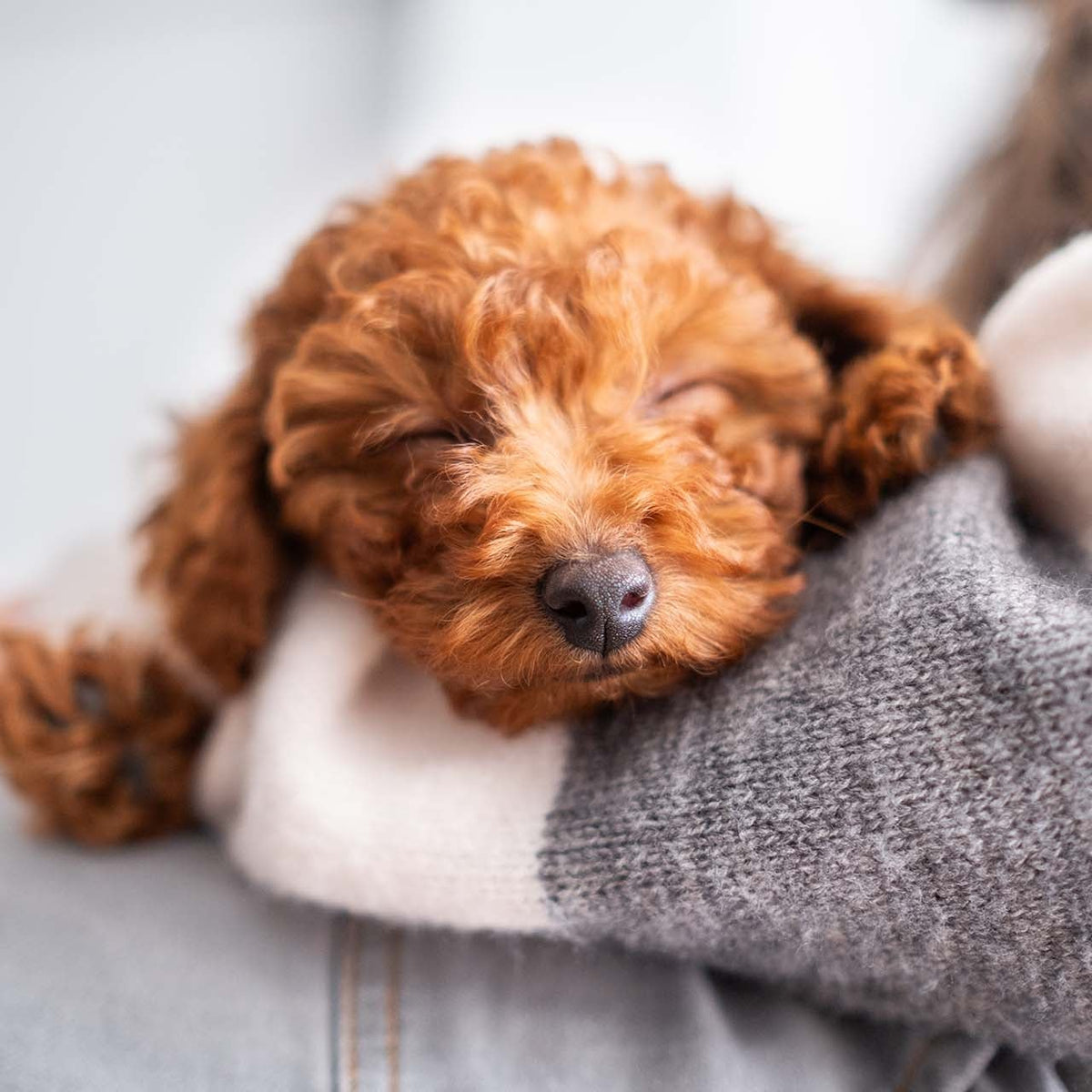 miniature poodle problems