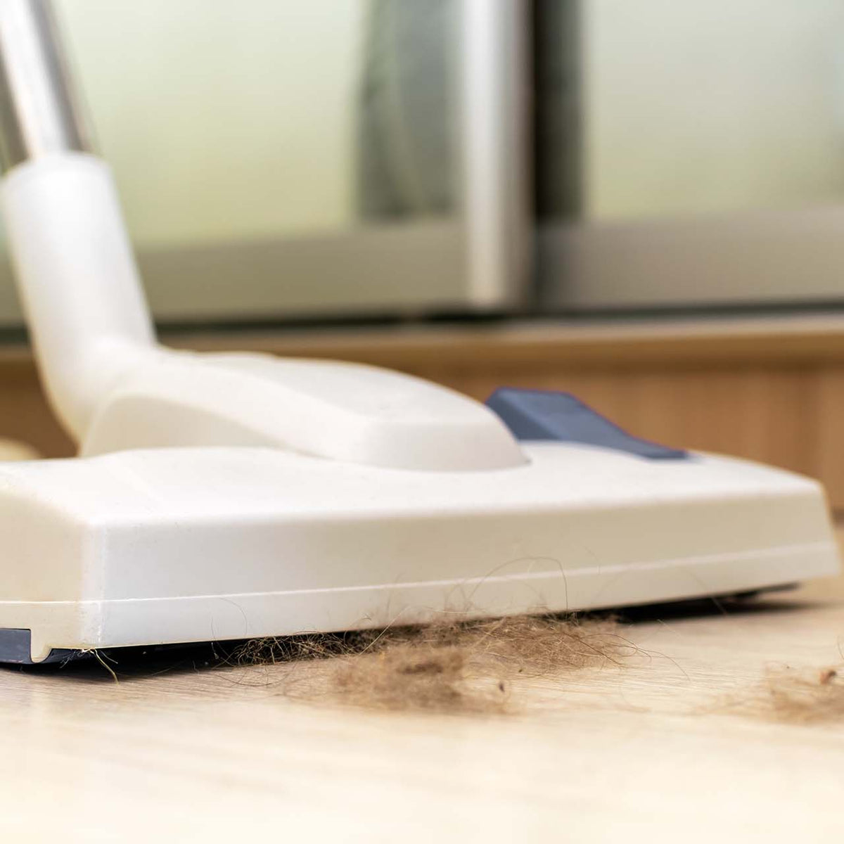 How to Know If You Have Dust Mites in Your Home - Allermi