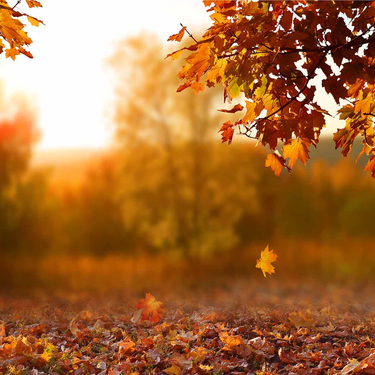 Fall Allergies: Causes, Symptoms, and Treatment - Allermi