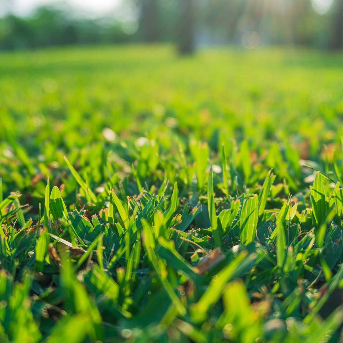 Grass Rash: Causes, Symptoms, and Treatment - Allermi