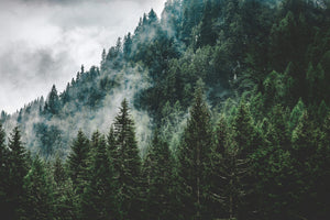 Pine Tree Allergies: Symptoms, Prevention, And Relief Strategies - Allermi