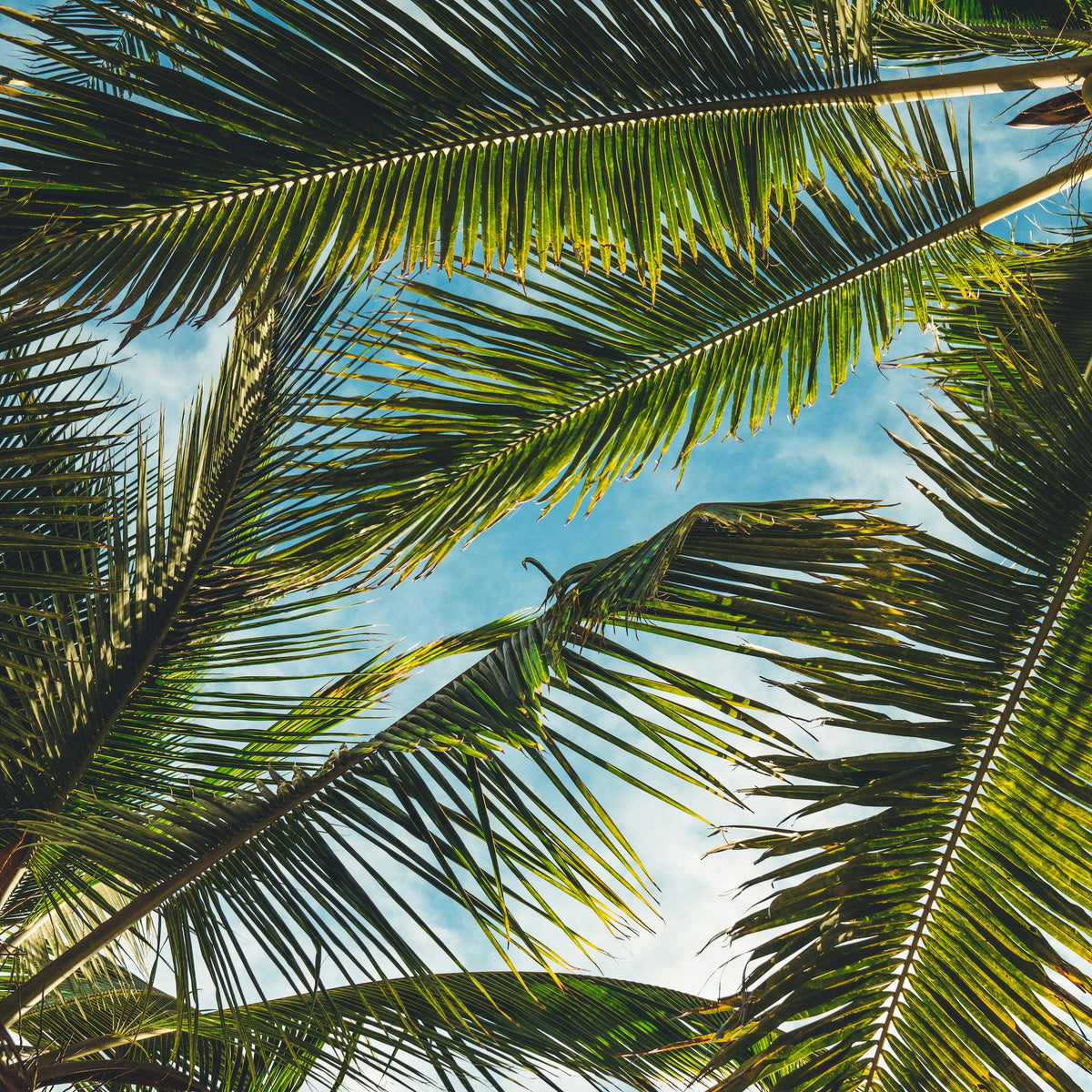Palm Tree Allergies: Symptoms, Prevention, And Relief Strategies - Allermi