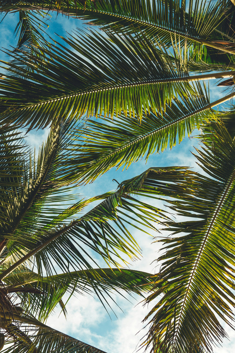 Palm Tree Allergies: Symptoms, Prevention, And Relief Strategies - Allermi